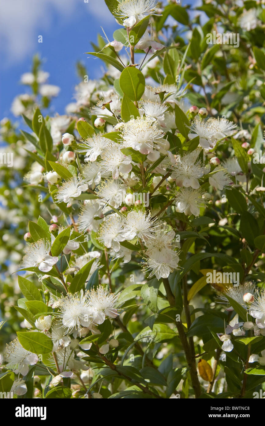 Myrtus tree hi-res stock photography and images - Alamy