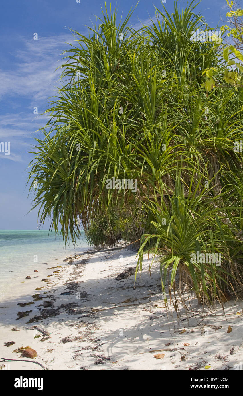 Ketaki hi-res stock photography and images - Alamy