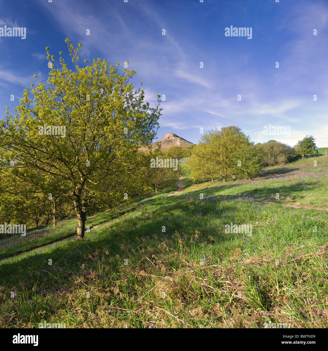 Roseberry topping bluebells hi-res stock photography and images - Alamy