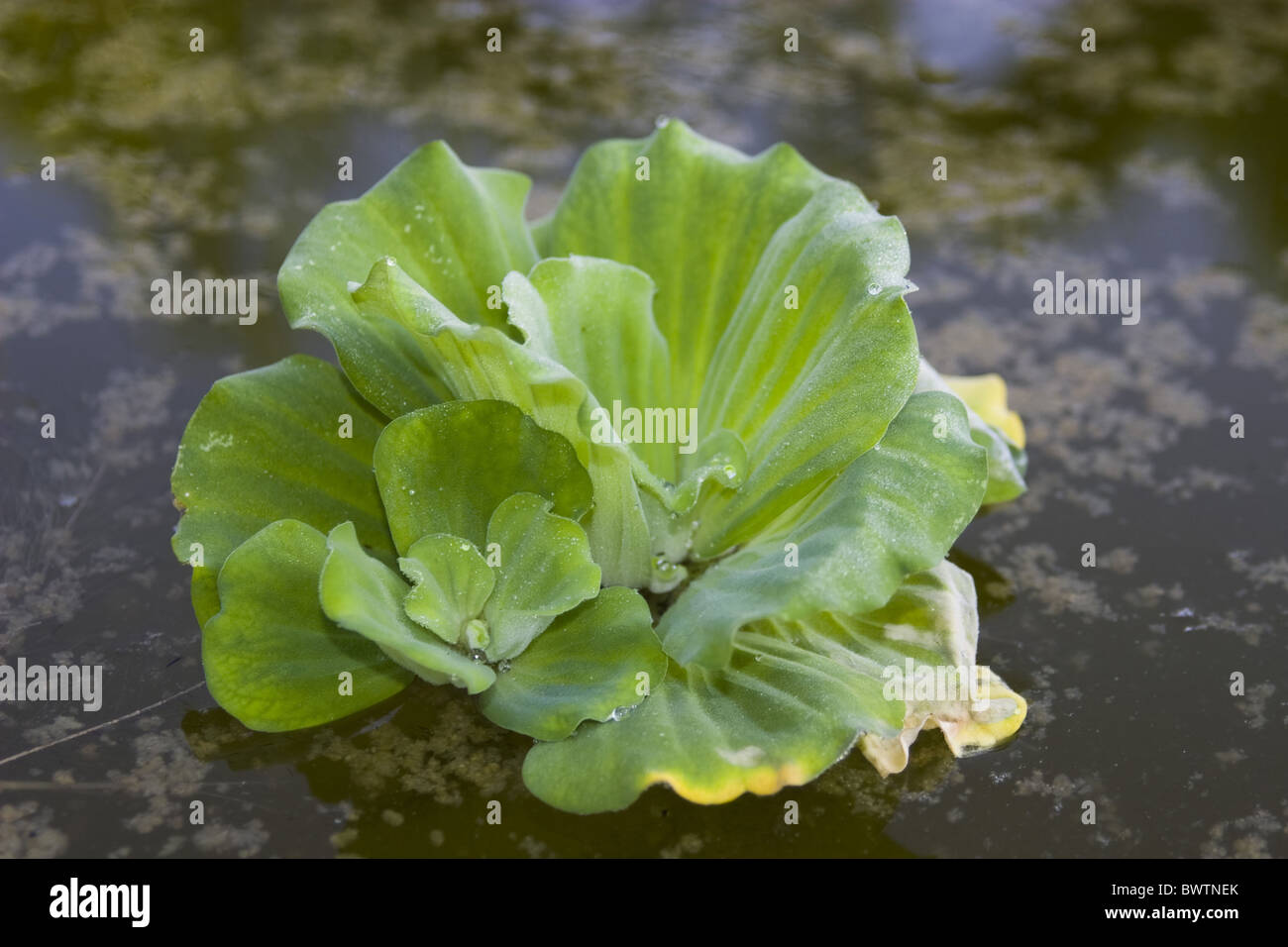 Water lettuce Pistia stratiotes Float Floater Floating Leaf Leaves Pond ...