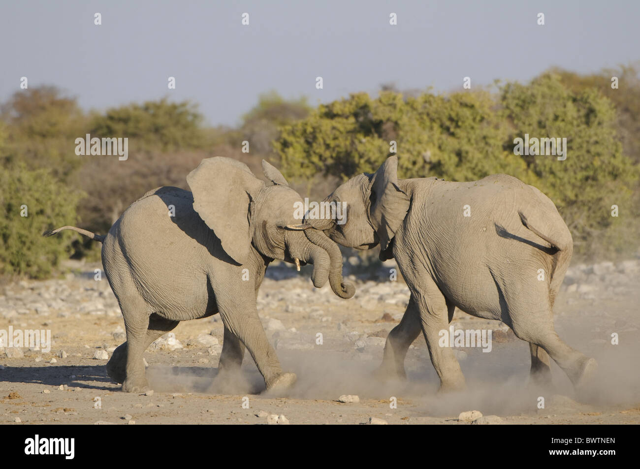 Elephants and birds hi-res stock photography and images - Alamy