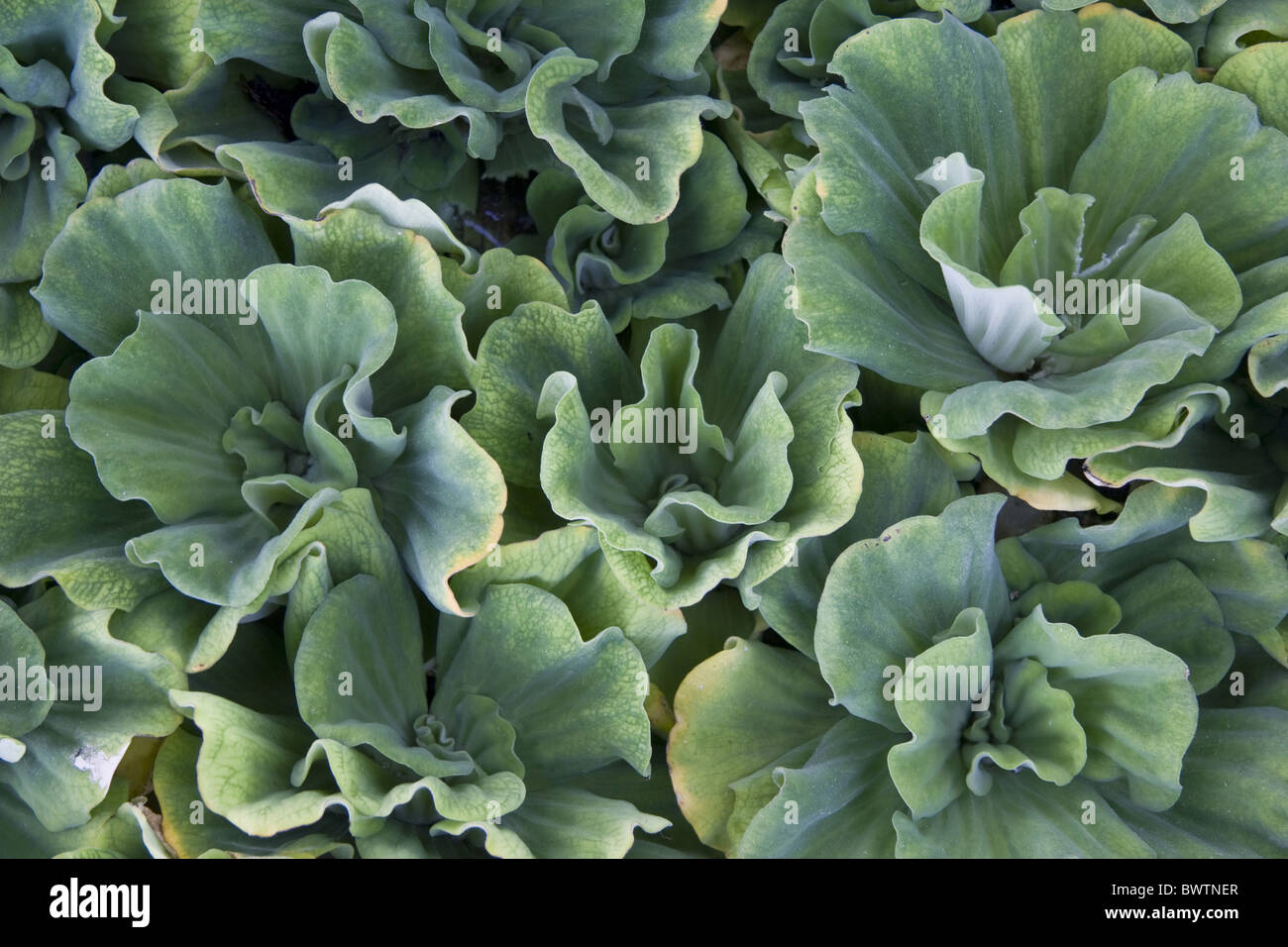 aquatic asia asian freshwater island islands leaf leaves nature nile ...