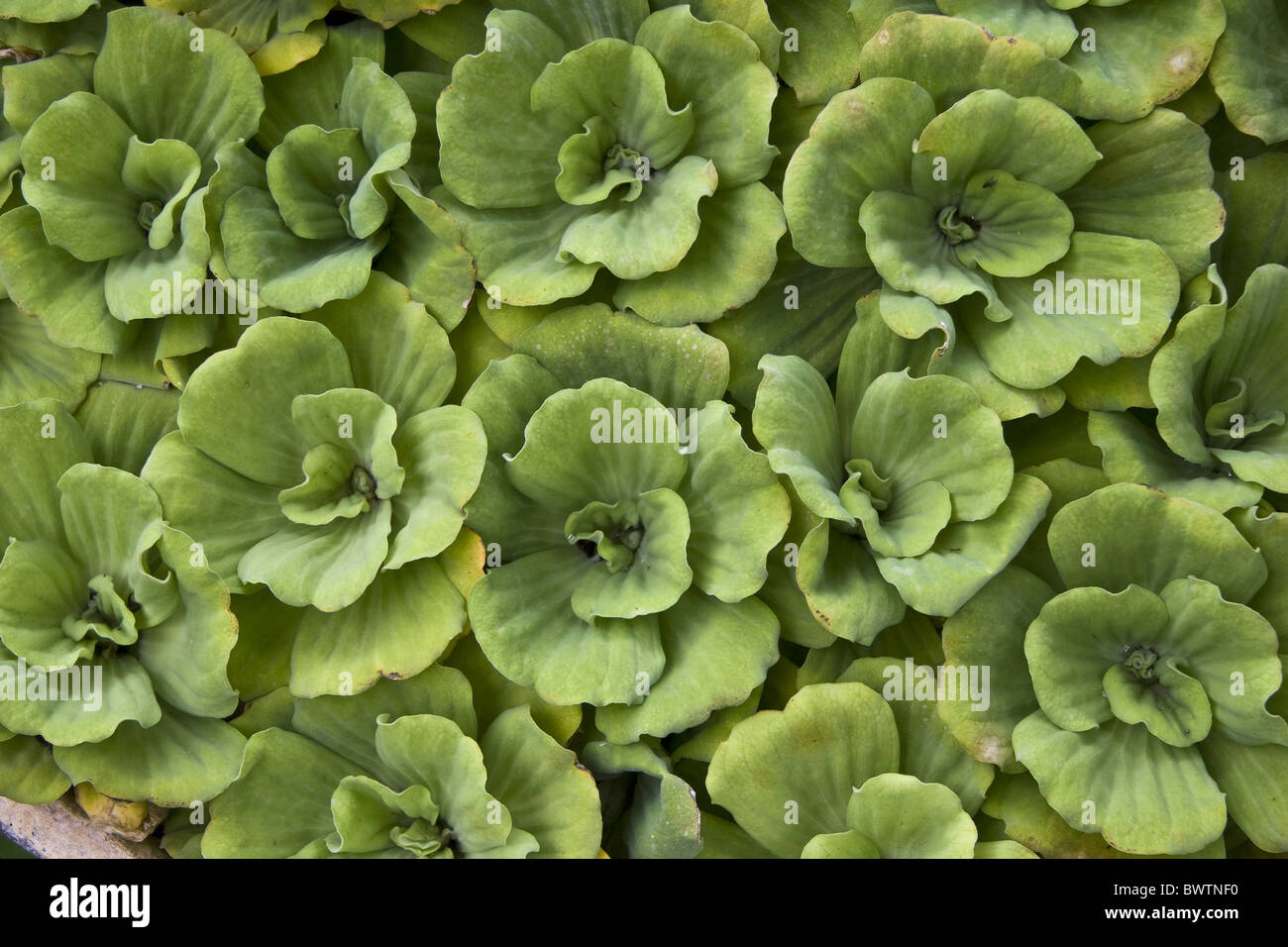 aquatic asia asian detail details foliage freshwater green leaf leaves ...