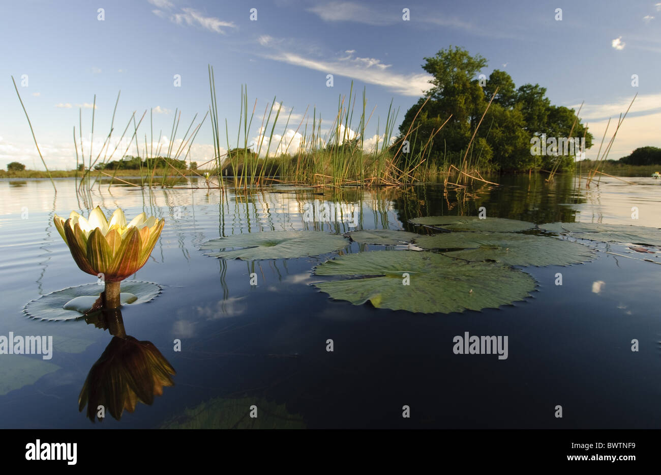 botswana camp channels delta flower leaves nature okavango water water ...
