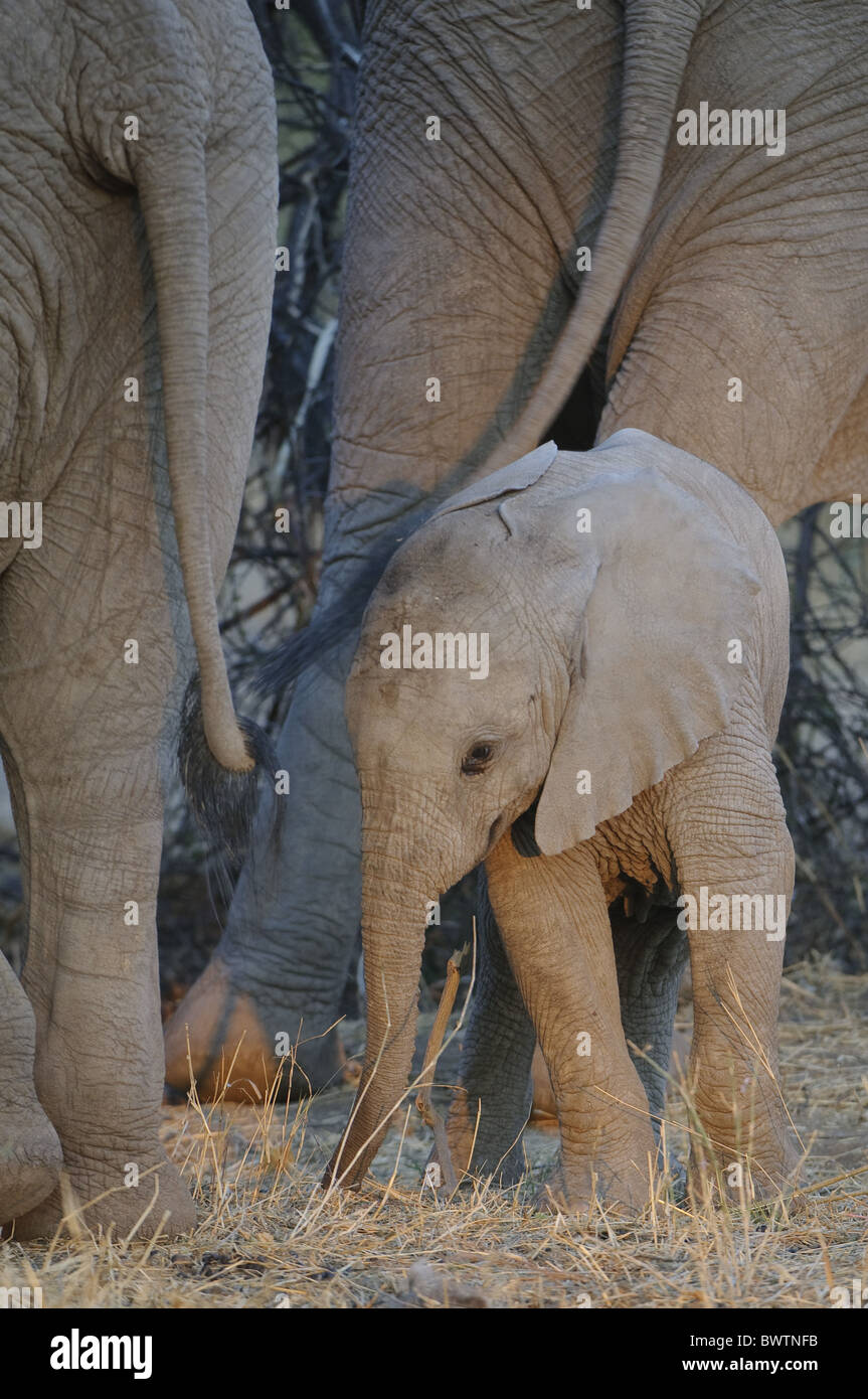arid baby block botswana breeding herd calf dry elephant feed mashatu ...