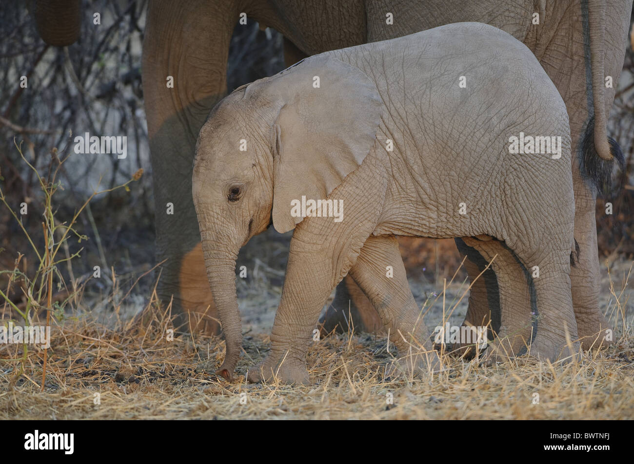 arid baby block botswana breeding herd calf dry elephant feed mashatu ...