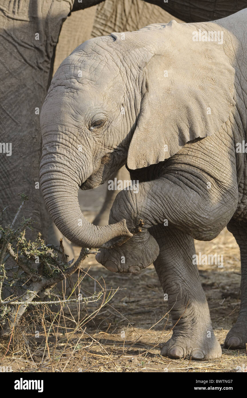 arid baby block botswana dry elephant herd mashatu play reserve small ...