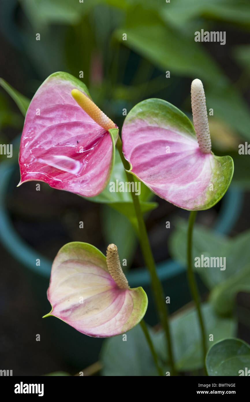 Anthurium Anthuriums Andraeanum Heartflower Flaming Flower Flower ...