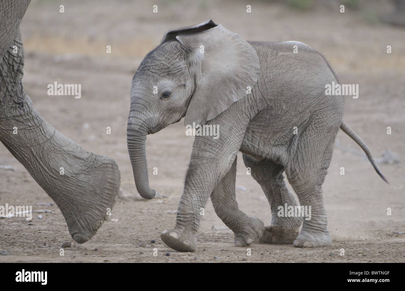 arid baby block botswana dry elephant herd mashatu play reserve small ...