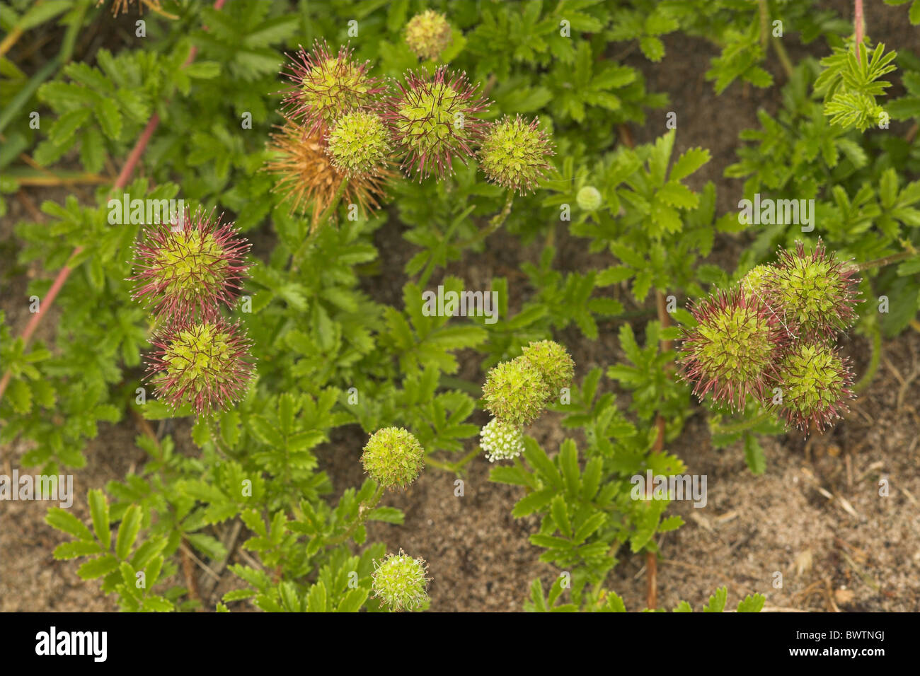 Piri-piri Bur Acaena Novae-zelandiae seedheads Stock Photo - Alamy