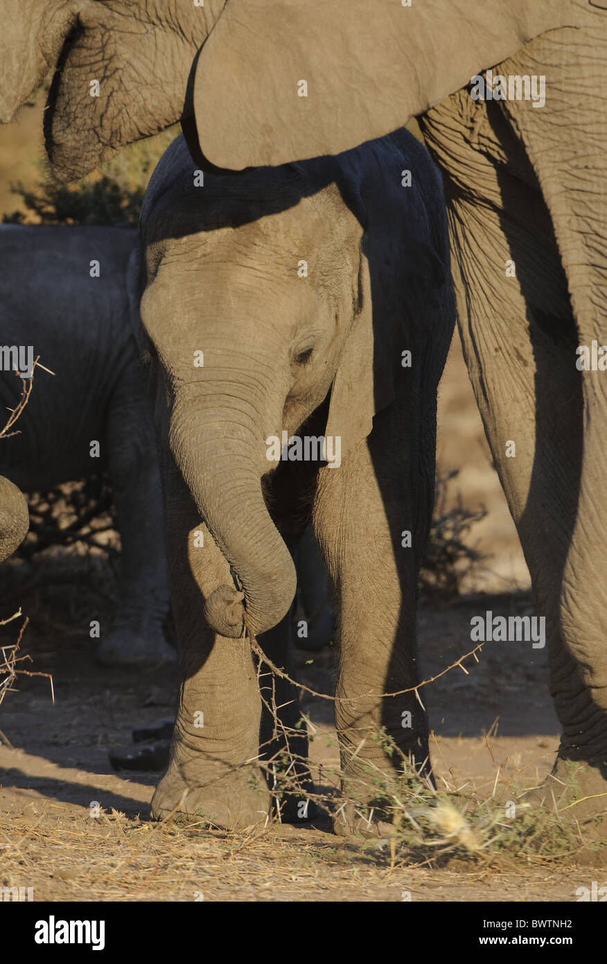 arid baby block botswana dry eat elephant family feed herd mashatu ...