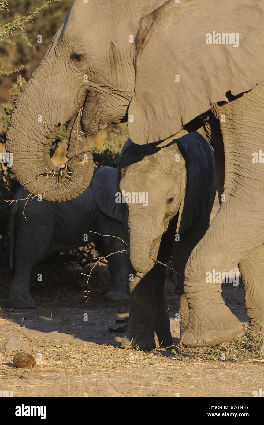 arid baby block botswana dry eat elephant family feed herd mashatu ...