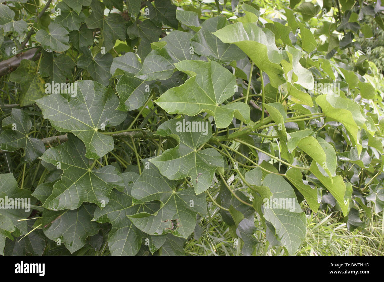 Physic Nut Jatropha curcas leaves growing shady Stock Photo - Alamy