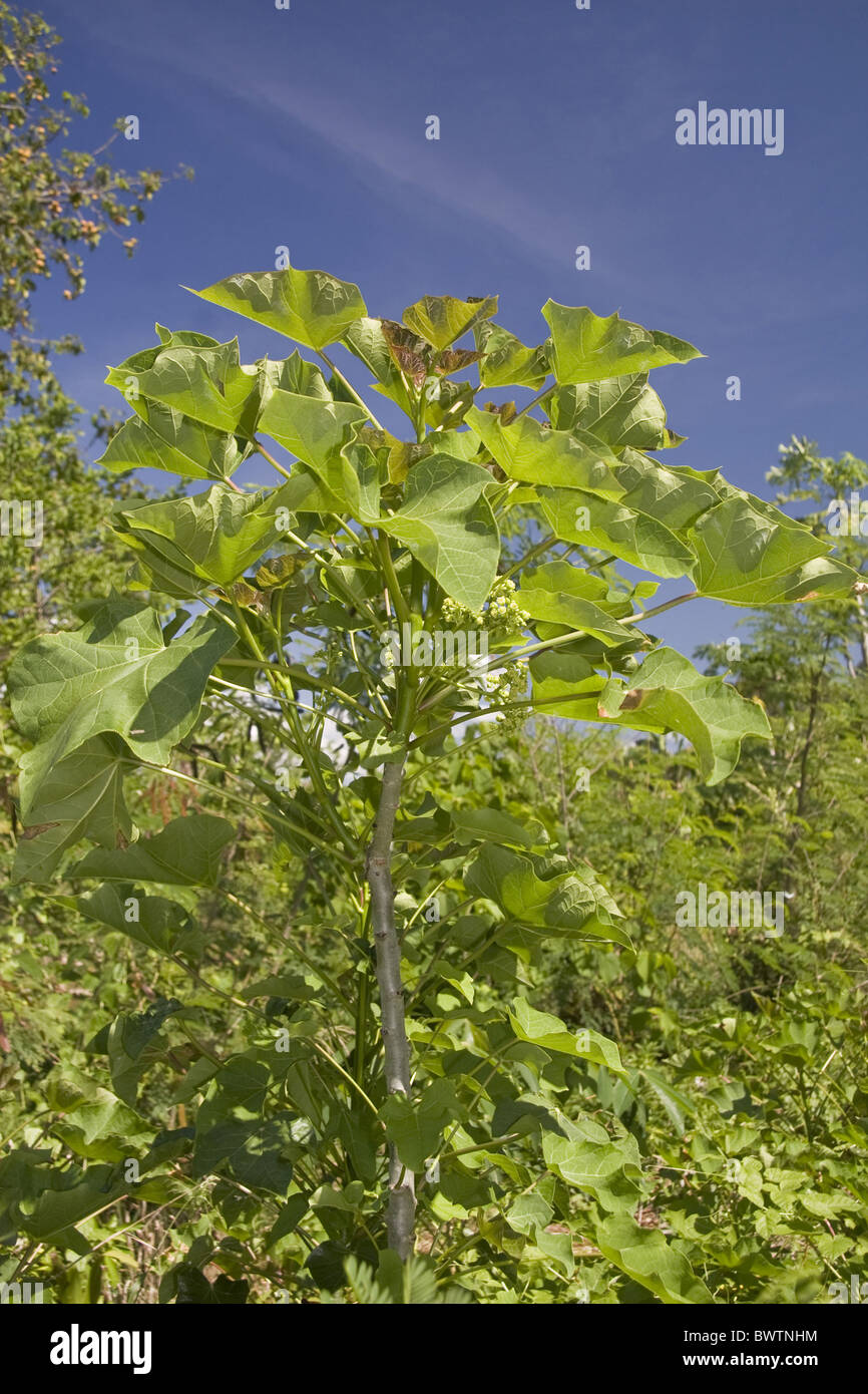 agriculture asia asian biodiesel biodiesels biofuel biofules central ...