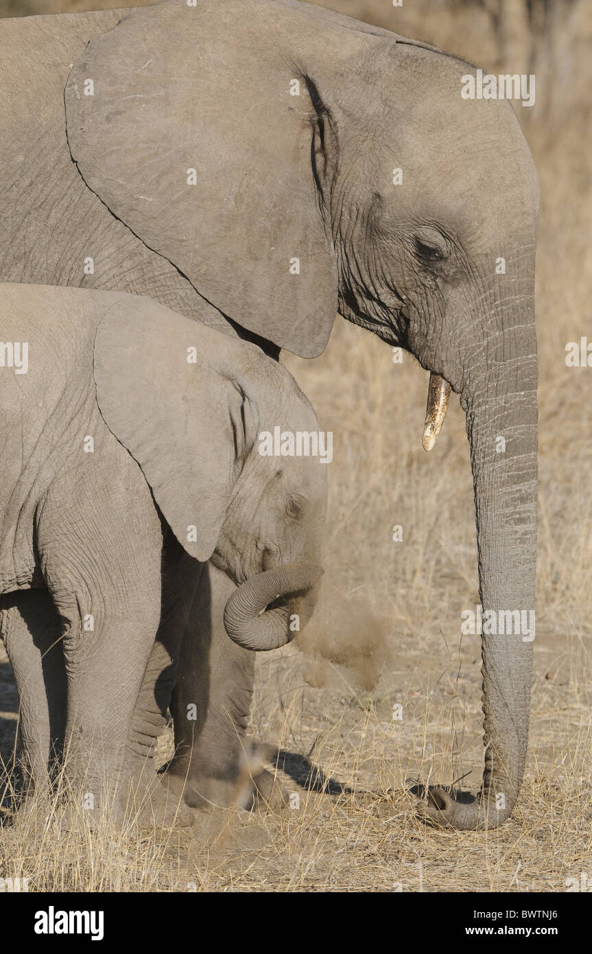 Botswana elephant tuli block hi-res stock photography and images - Alamy