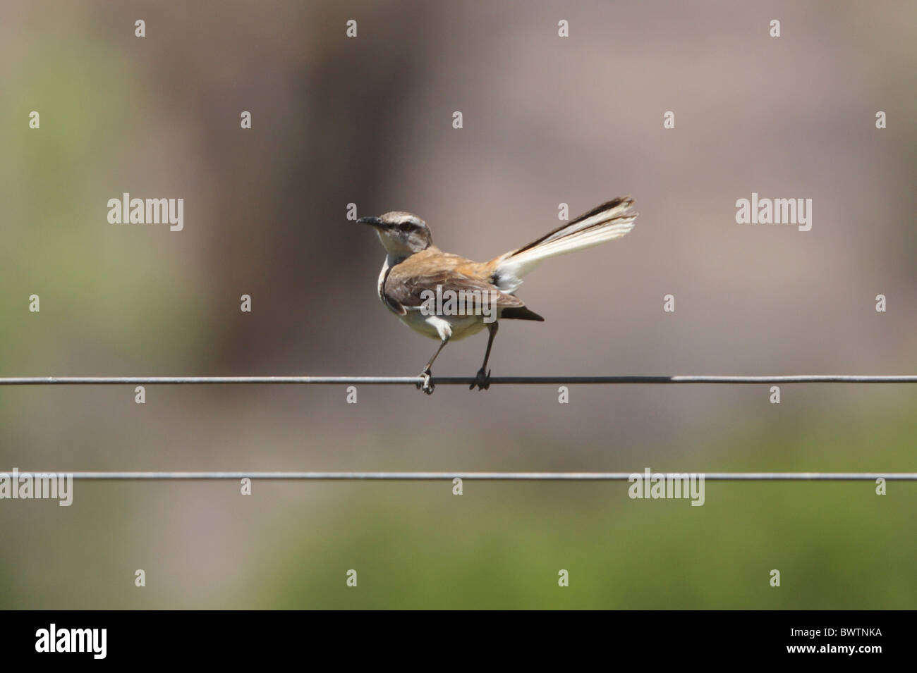 Patagonian mockingbird mimus patagonicus adult hi-res stock photography ...