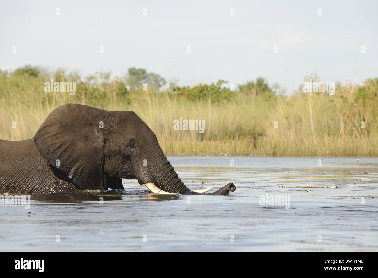 botswana camp channels delta elephant nature okavango trough walking ...
