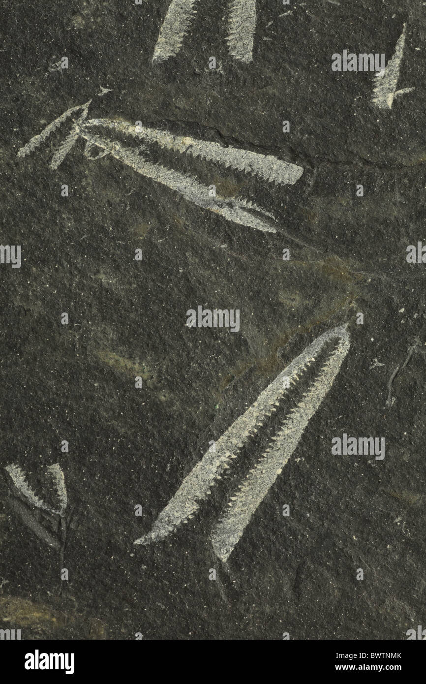 Graptolite hi-res stock photography and images - Alamy