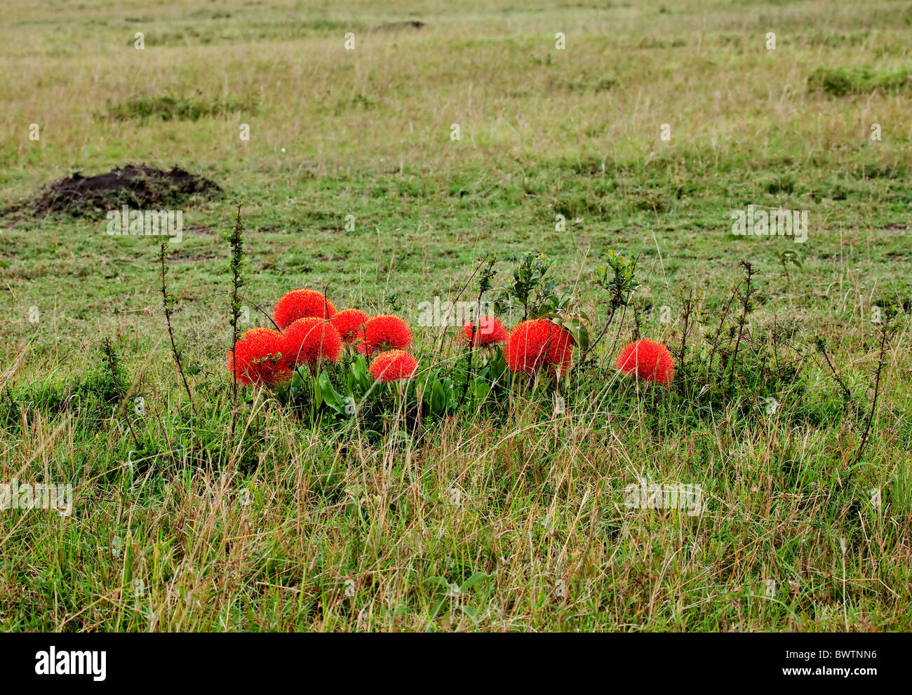 Fireball lily hi-res stock photography and images - Alamy