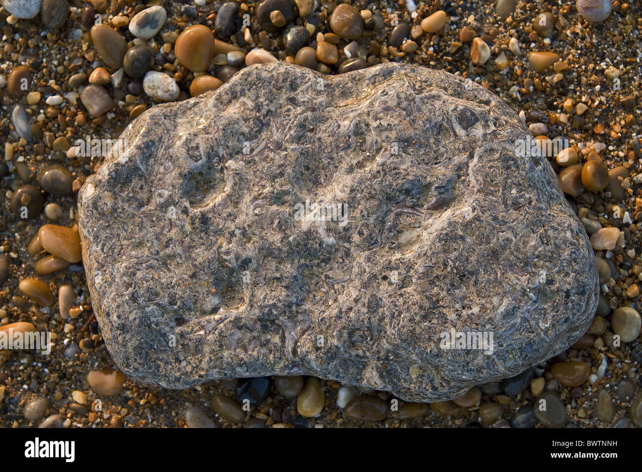 Limestone with sea shells fossils hi-res stock photography and images ...