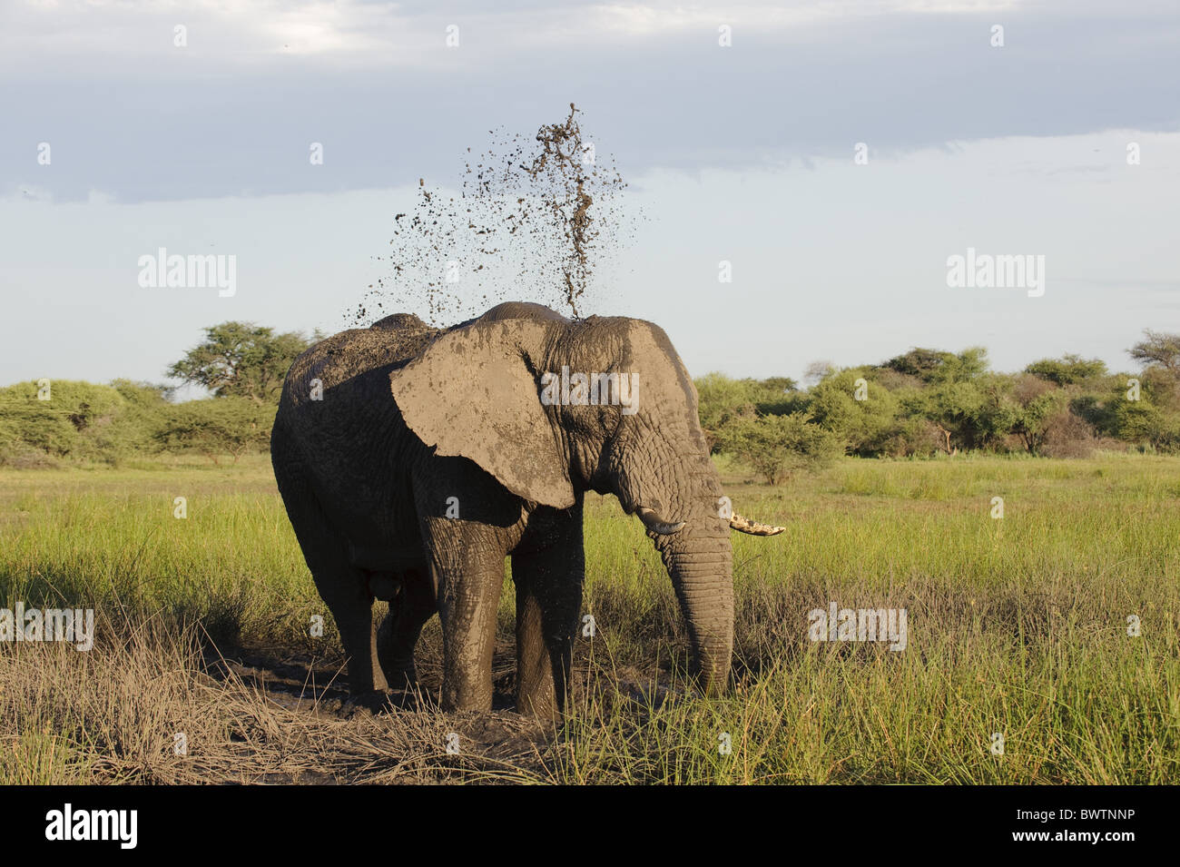 bathing botswana chiefs delta elephant bull island okavango standing ...