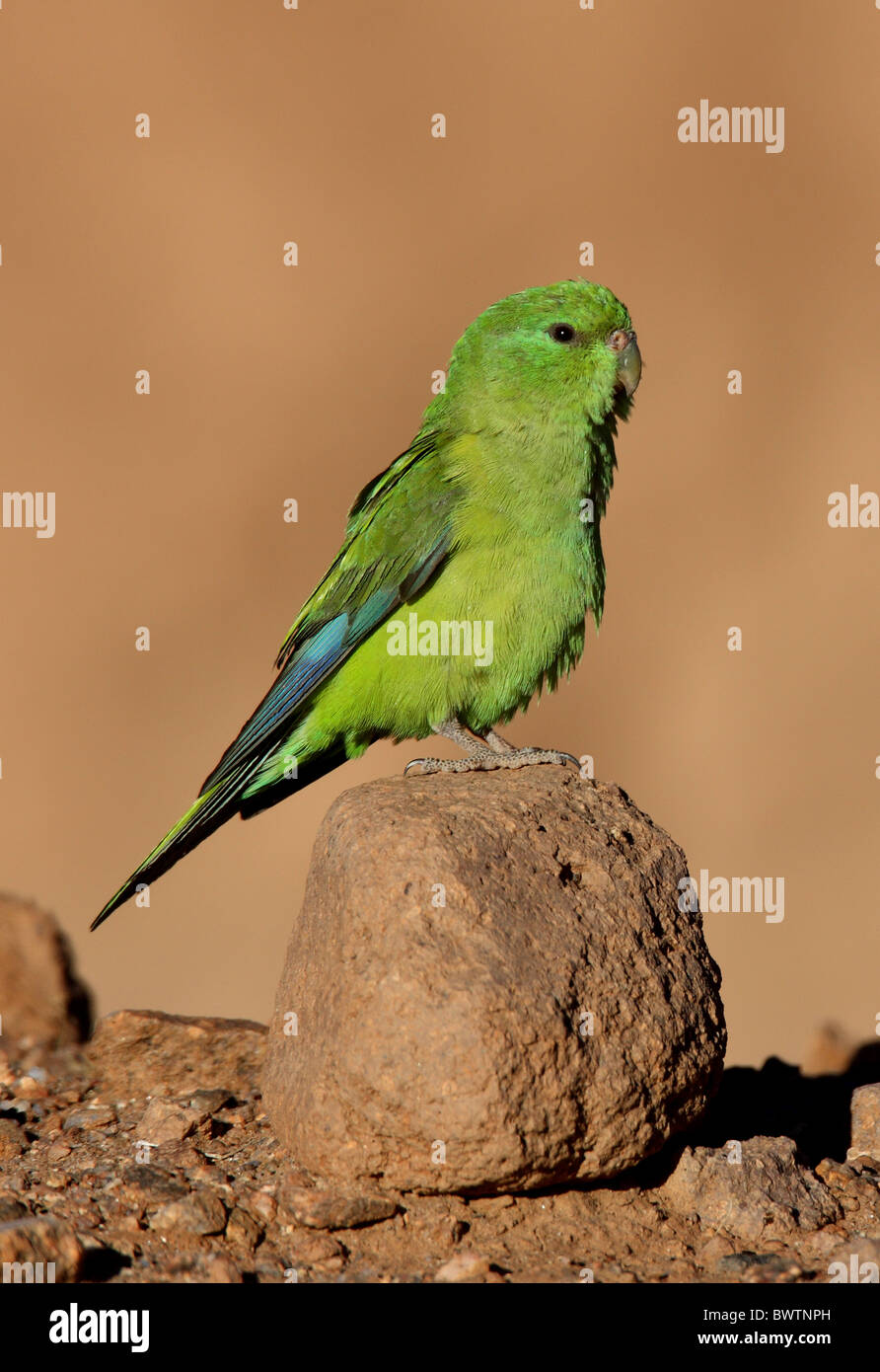 Adult female parakeet hi-res stock photography and images - Alamy