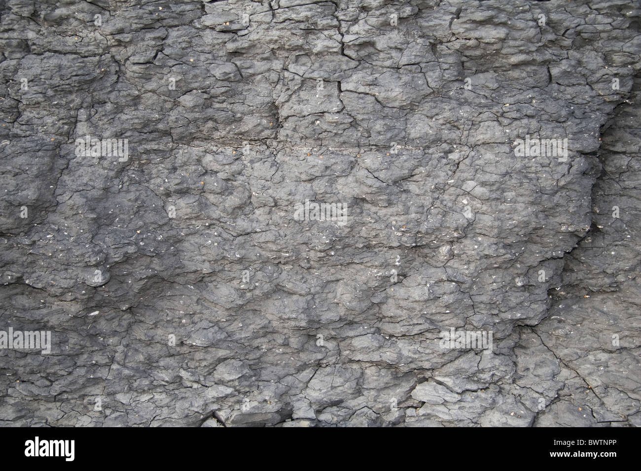 Shell fossils hi-res stock photography and images - Alamy