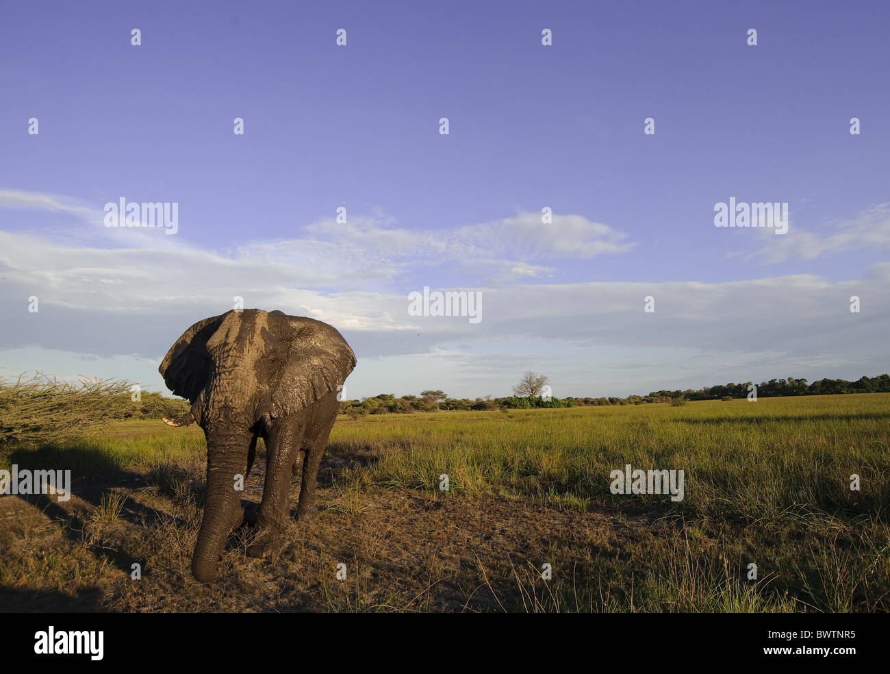bathing botswana chiefs delta elephant bull island okavango trowing mud ...