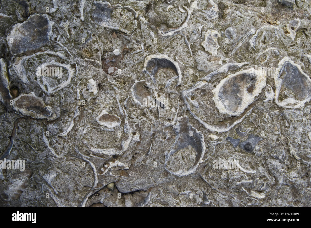 britain british england english europe european shell shells fossil ...