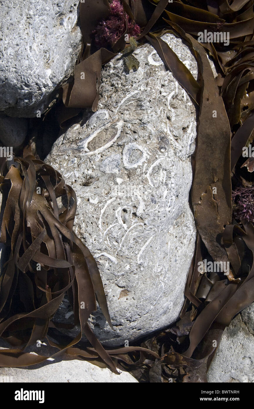 britain british england english europe european fossil fossils oyster ...