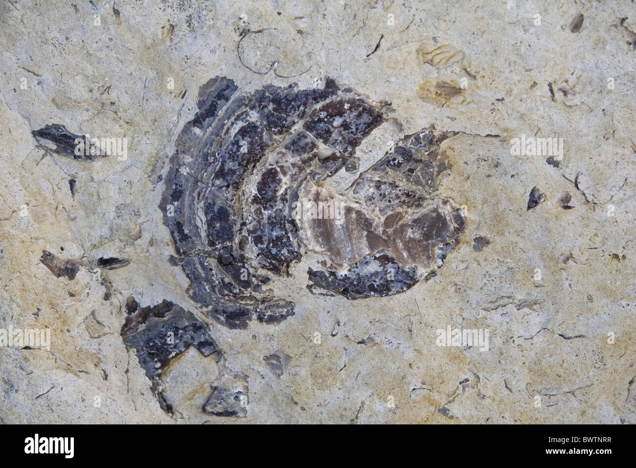 Oyster fossils hi-res stock photography and images - Alamy