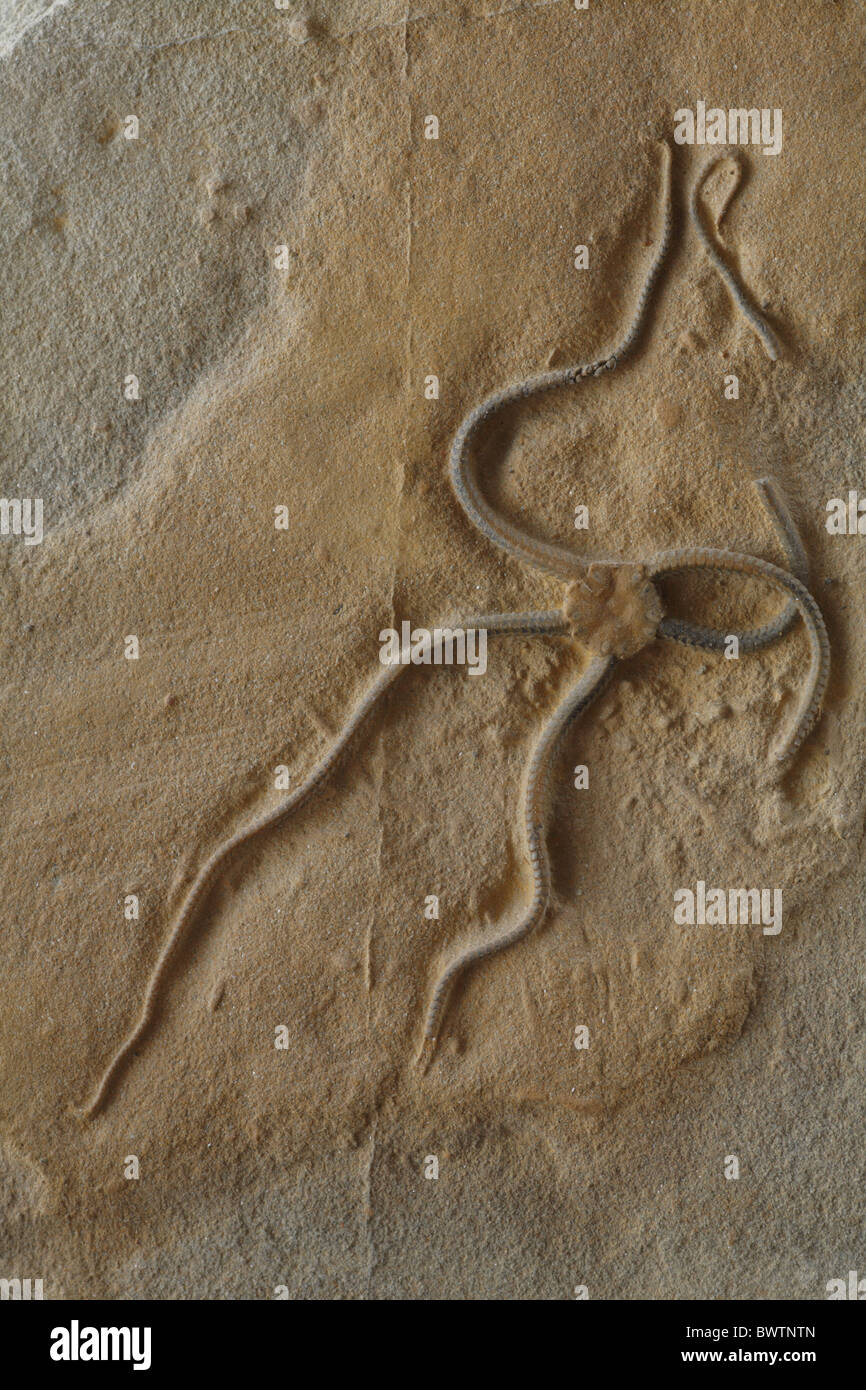 fossil fossilized jurassic england english mollusc fossilization ...