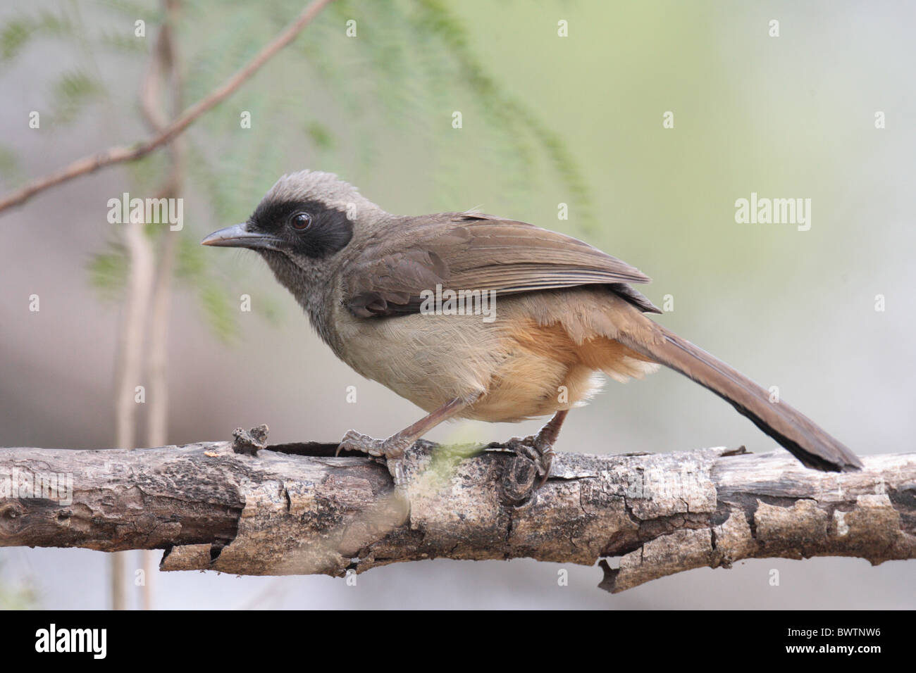 Laughing thrush bird china hi-res stock photography and images - Alamy