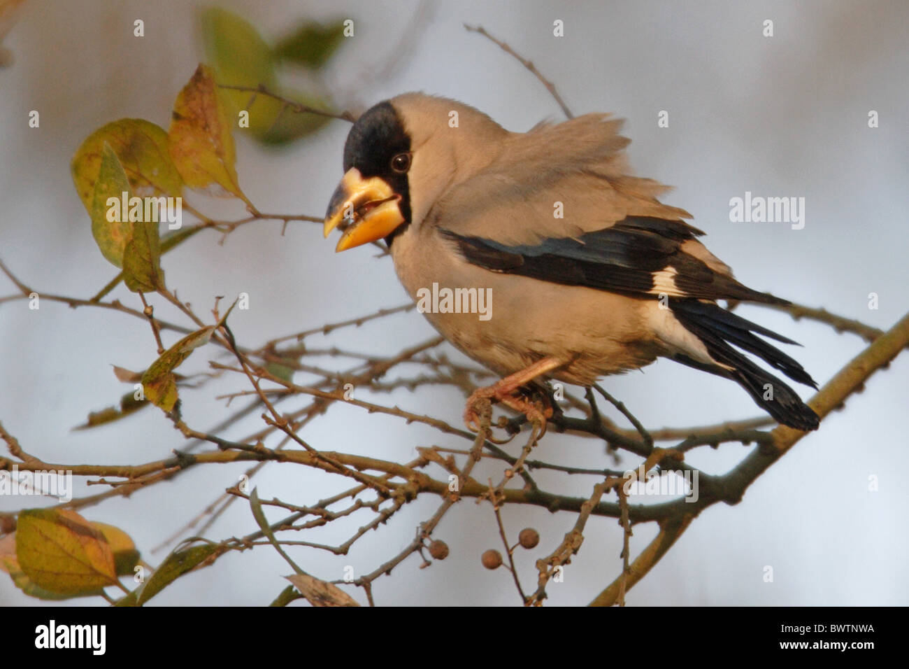 Japanese hackberry celtis sinensis hi-res stock photography and images ...