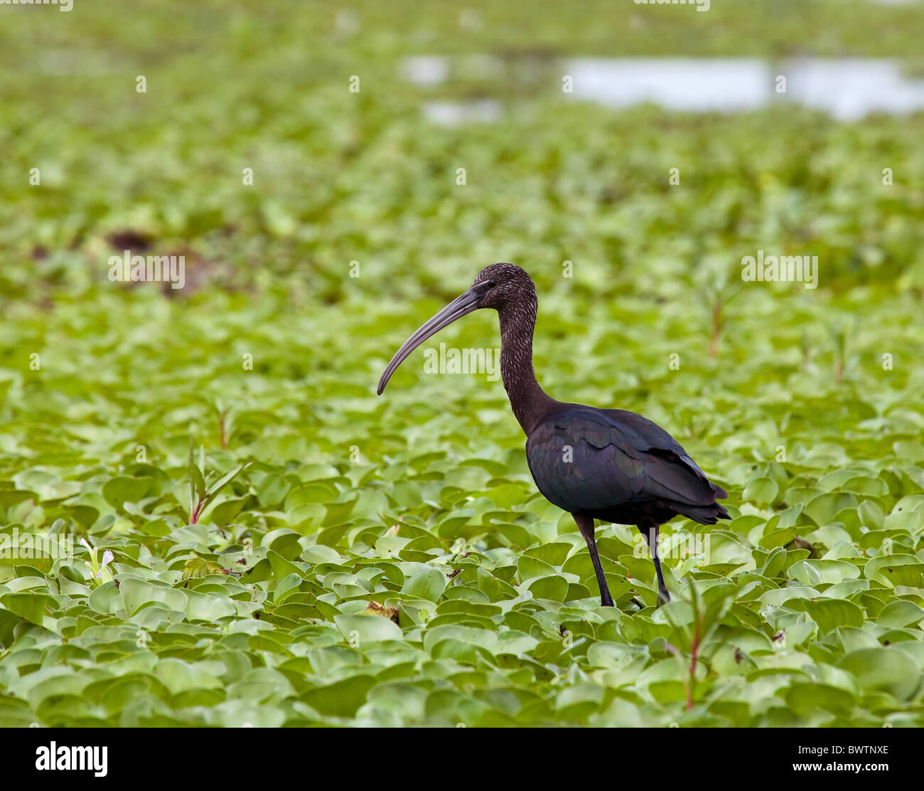 Glossy Ibis juvenile Stock Photo - Alamy