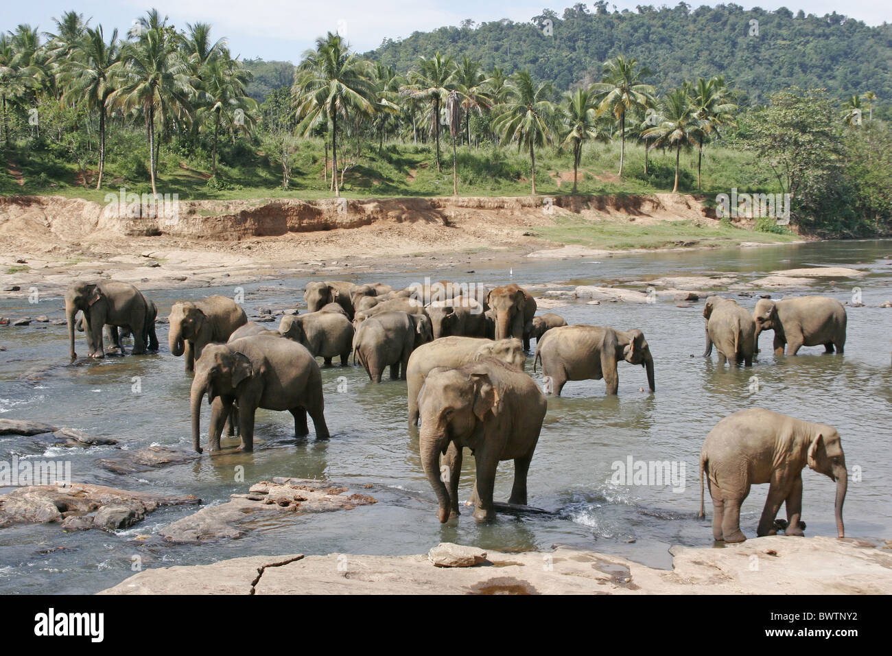 elephant elephants herbivore herbivores endangered "indian elephant ...