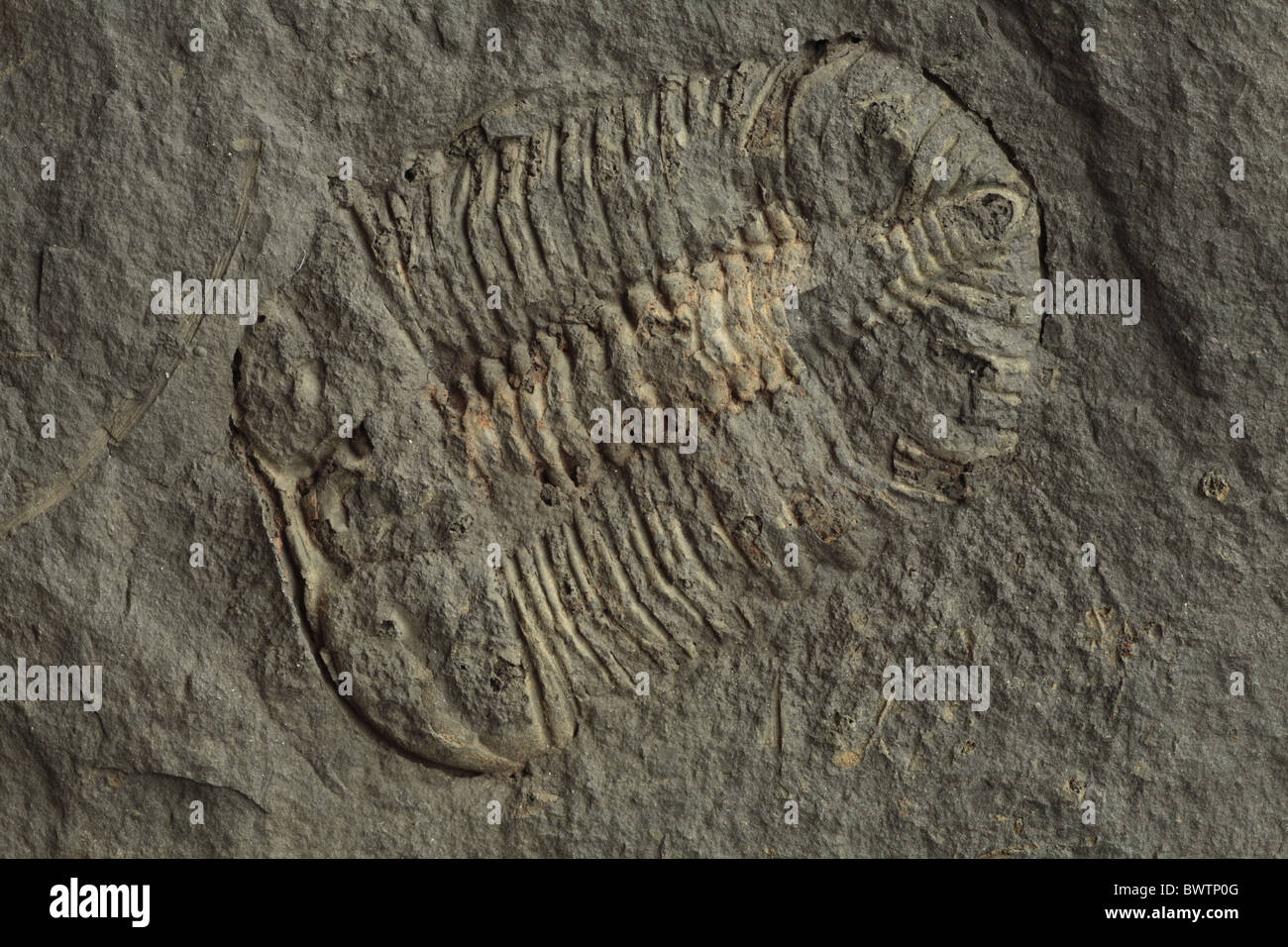 Platycalymene duplicate trilobite fossil fossilized wales welsh ...