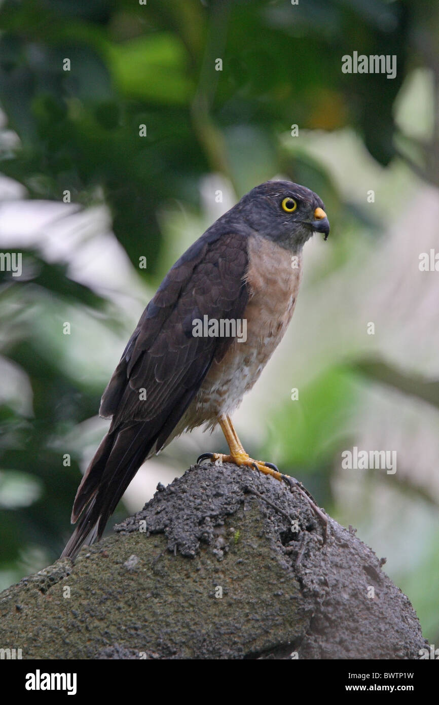 Soloensis hi-res stock photography and images - Alamy