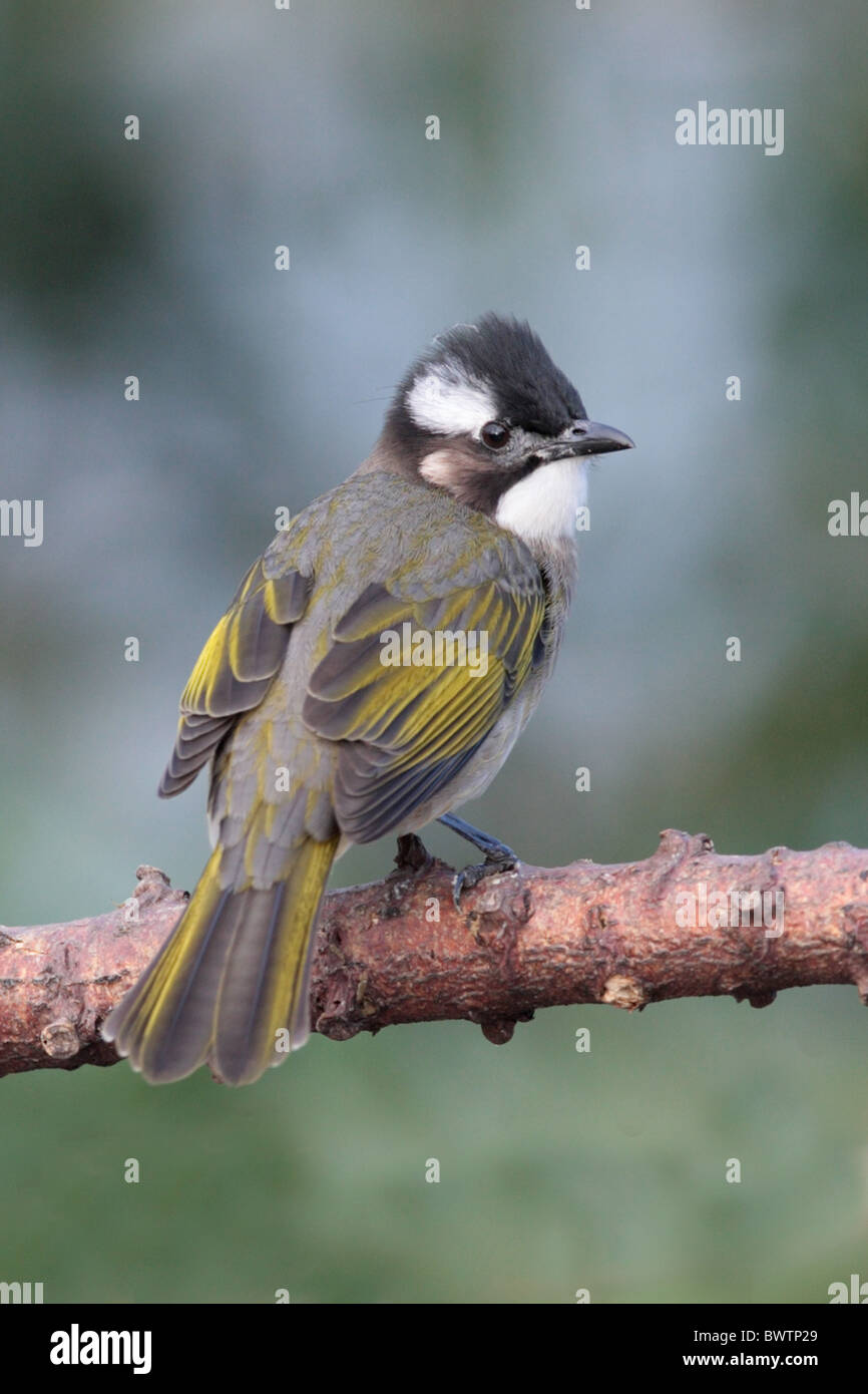 Chinese bulbul pycnonotus sinensis adult hi-res stock photography and ...