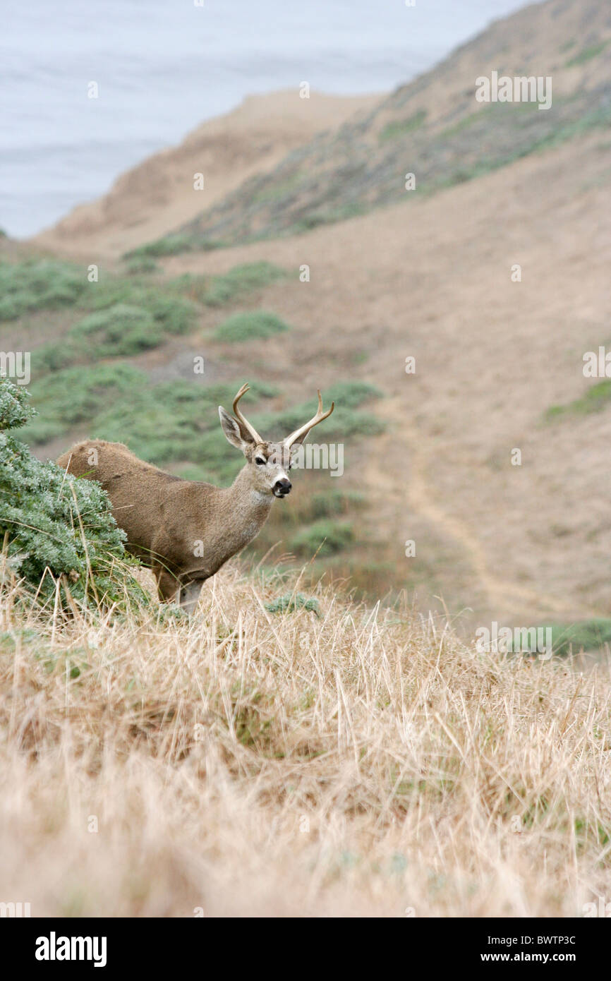 Black-tailed deer (Odocoileus columbianus) at Point Reyes National ...