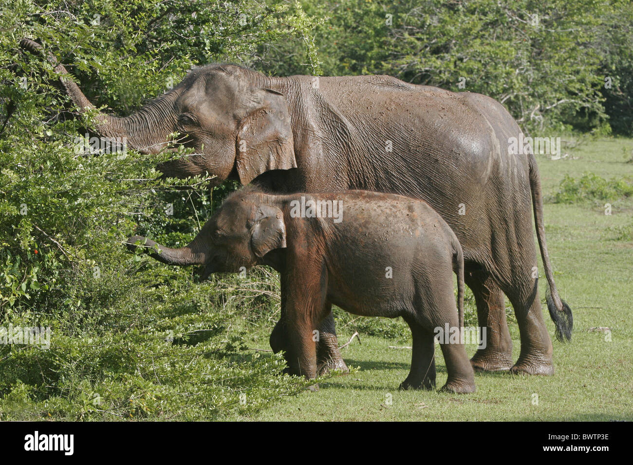 elephant elephants herbivore herbivores endangered "indian elephant ...