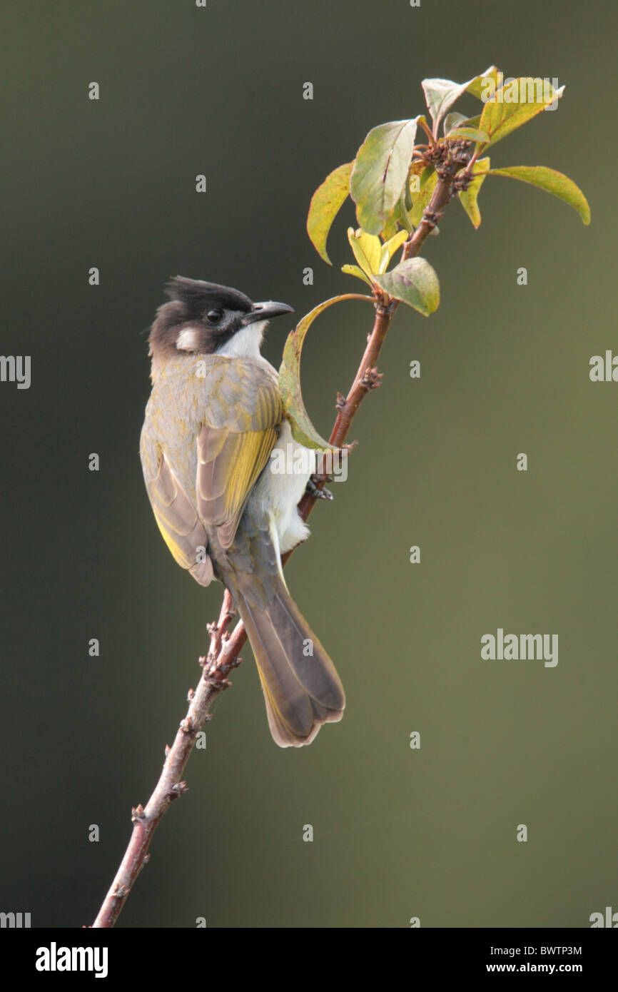 Chinese bulbul pycnonotus sinensis adult hi-res stock photography and ...