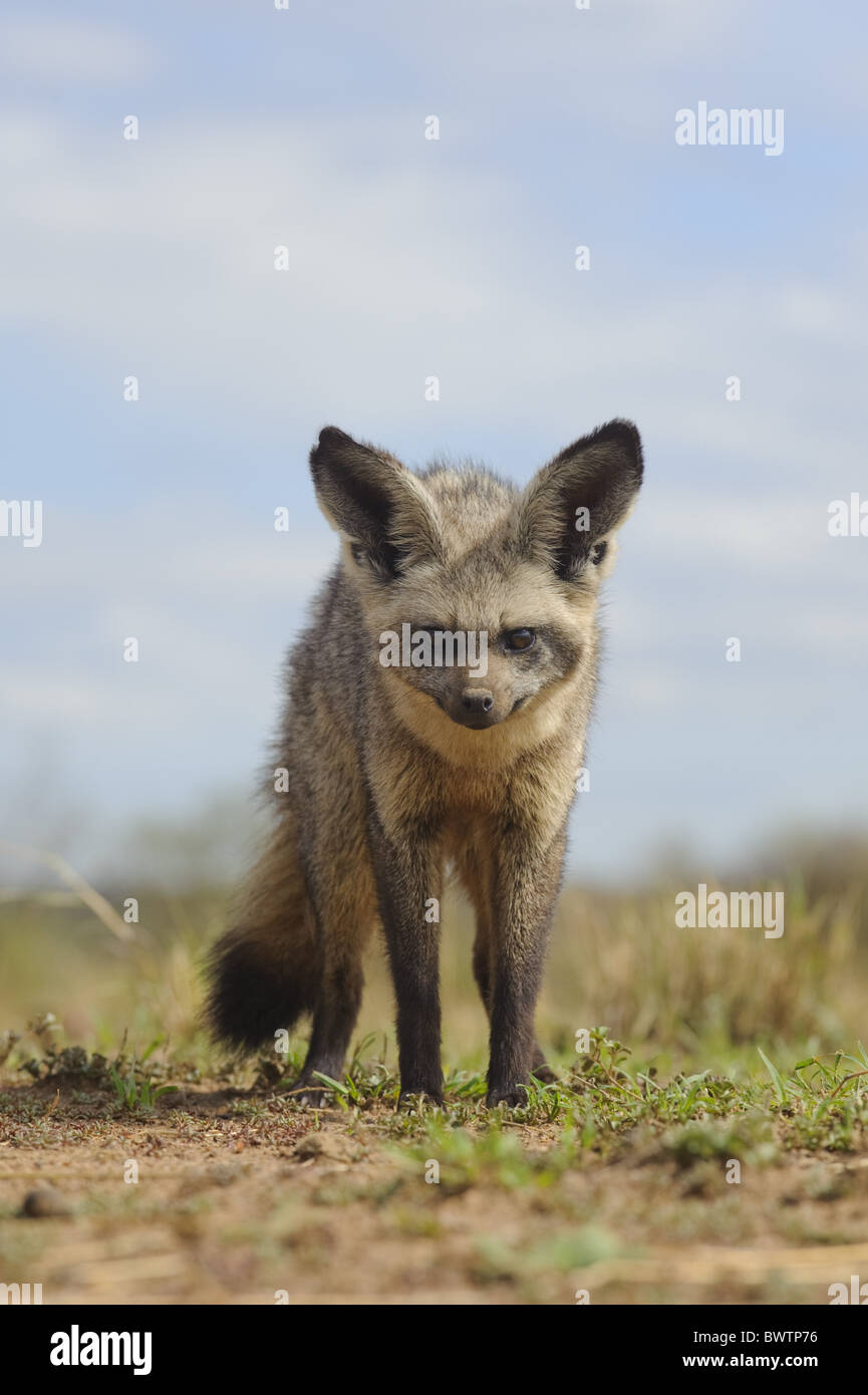 bat eared fox den insect ivore kenya mammal masai mara migration nature ...
