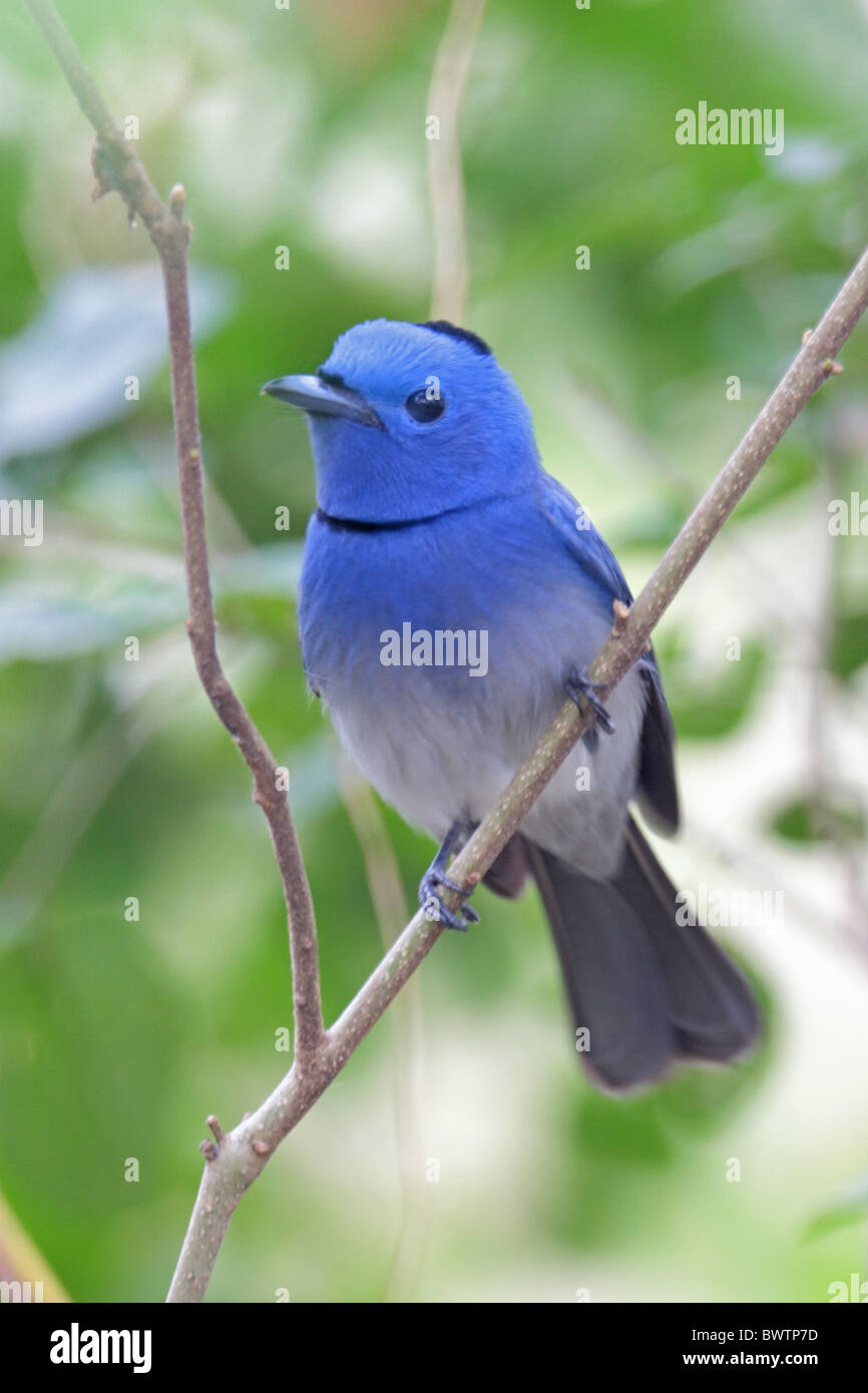 Black-naped Monarch (Hypothymis azurea) adult male, perched on twig ...