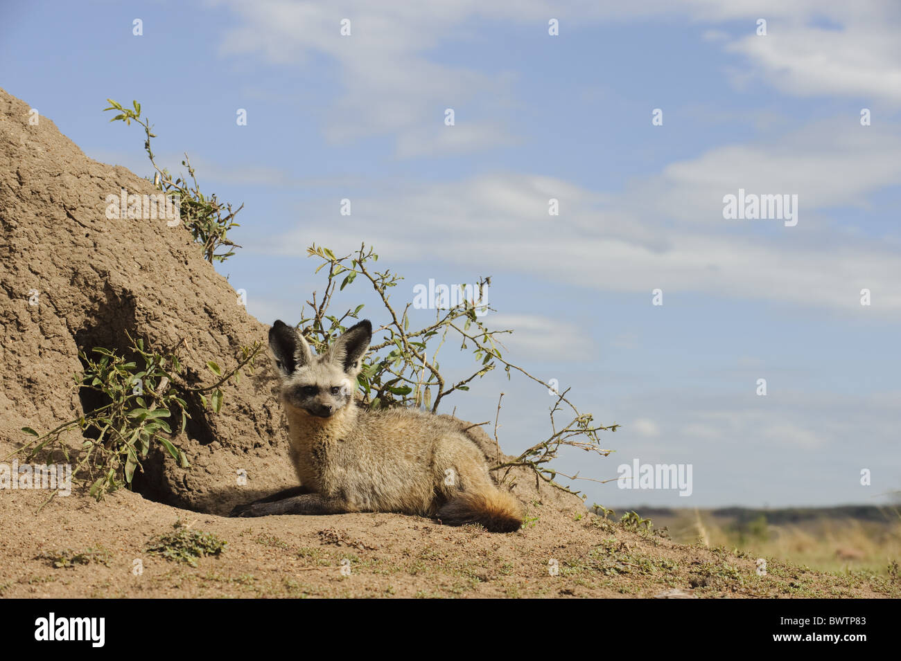 bat eared fox den insect ivore kenya mammal masai mara migration nature ...