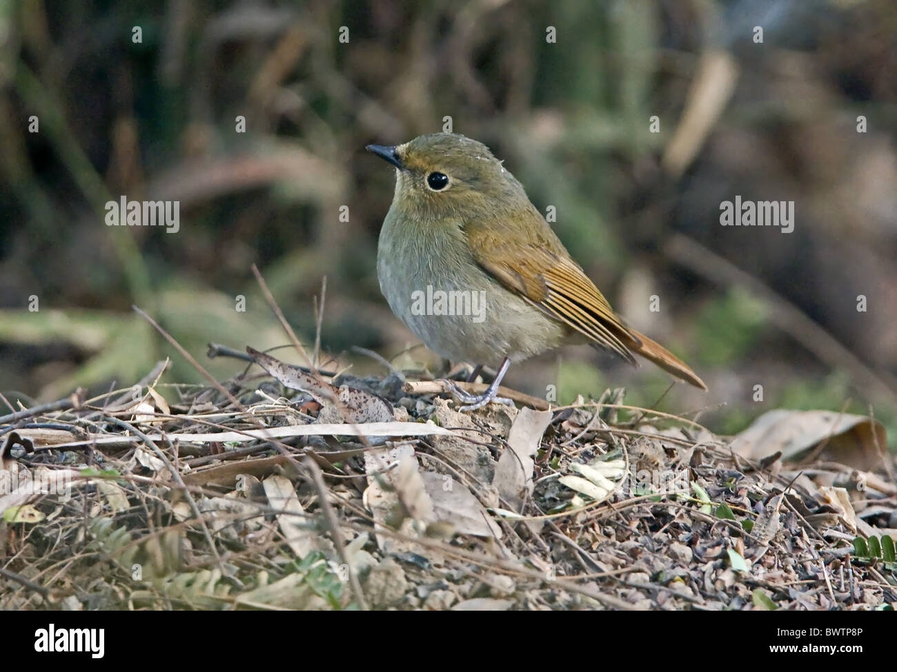 Slaty-blue Flycatcher (Ficedula tricolor) adult female, standing on ...