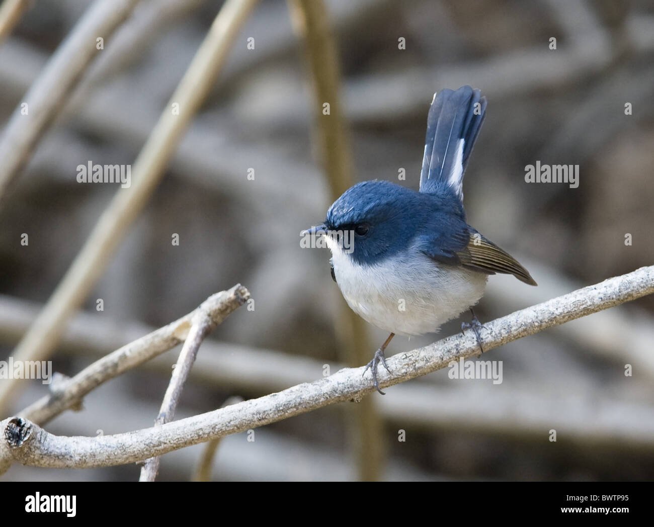 Slaty-blue Flycatcher (Ficedula tricolor) adult male, perched on twig ...