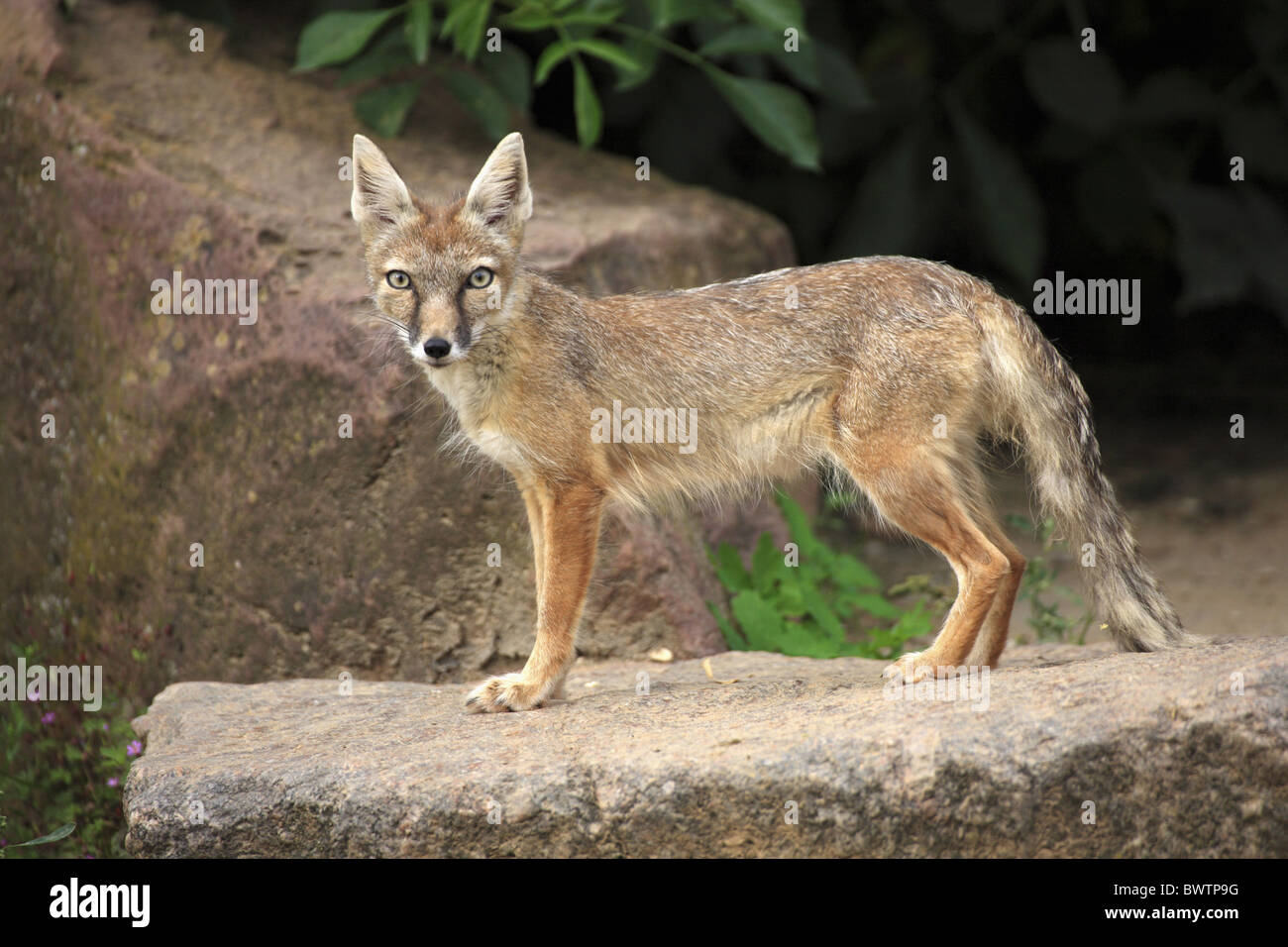 Corsac steppe fox hi-res stock photography and images - Alamy