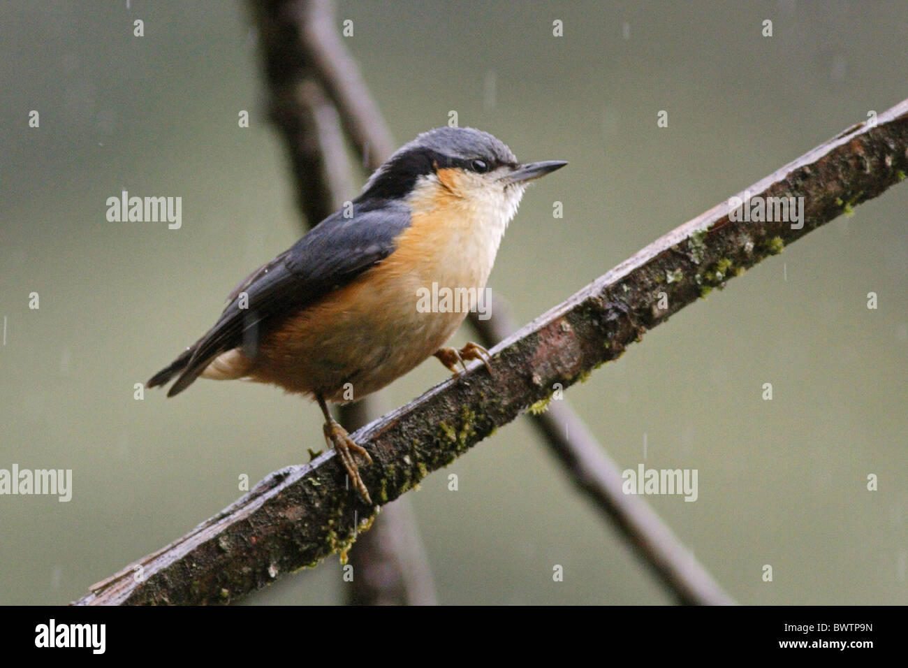 Sitta himalayensis hi-res stock photography and images - Alamy