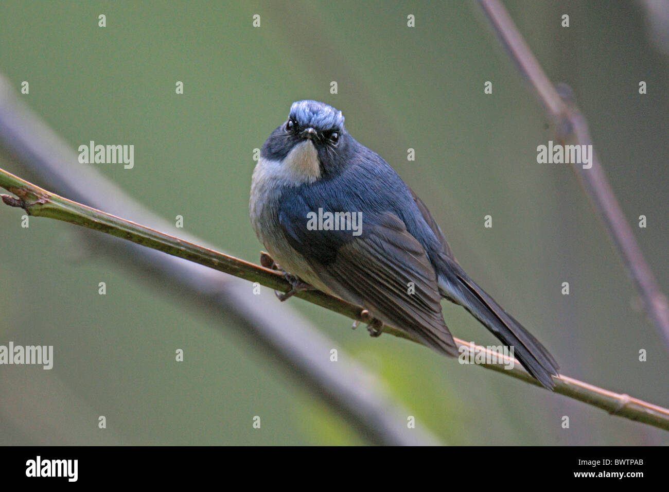 Slaty Blue Flycatcher High Resolution Stock Photography and Images - Alamy